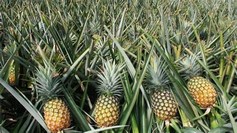 Contact Us Malaysian Pineapple Industry Board