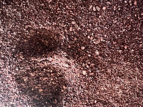 Foraging Sumac Burnt My Fingersburnt My Fingers