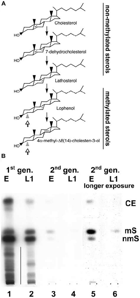 Depletion Of Cholesterol Is Associated With A Decrease Of Nonmethylated