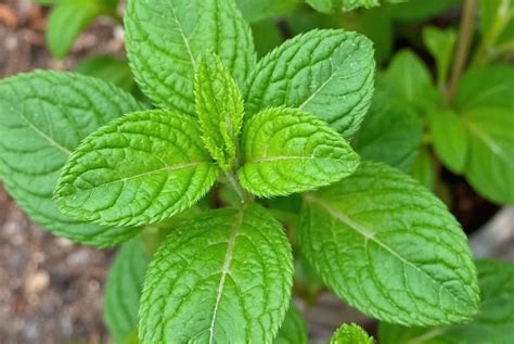 Ginger Mint Eigenschaften Anwendung And Fehlervermeidung