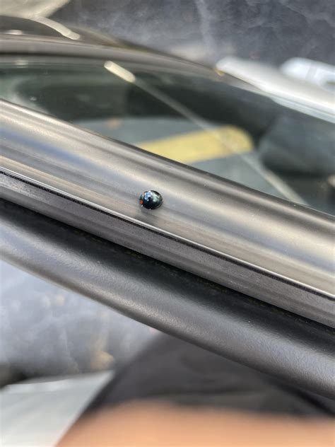 Never Seen A Ladybug Like This South Florida Rwhatsthisbug