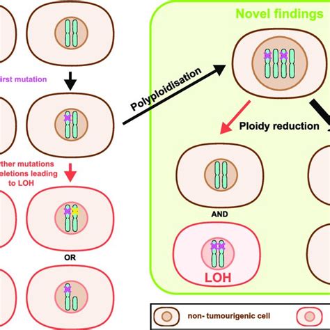 Ploidy And Loss Of Heterozygosity Polyploid Hepatocytes Are Believed