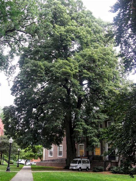 Franklin And Marshall Silver Linden Tilia Tomentosa