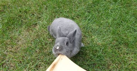 14 States Seeing A Wolverine Population Boom In 2025