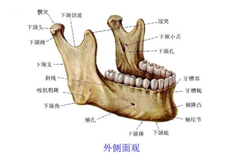 下颌支 360百科
