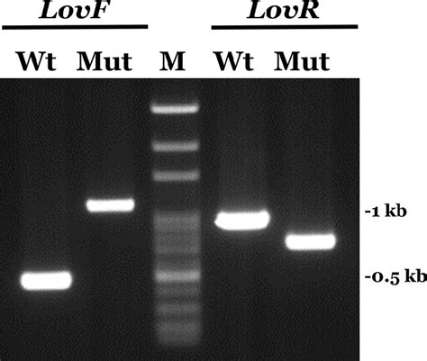 Iterative Genome Editing In A Terreus After The Plasmid Removal