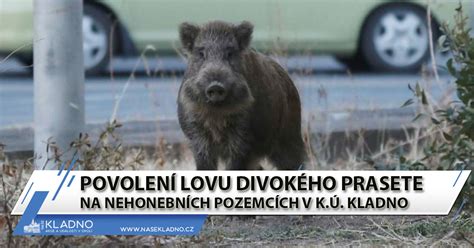 Povolení Lovu Prasete Divokého V Lokalitách Města Kladna Bukovka Pod