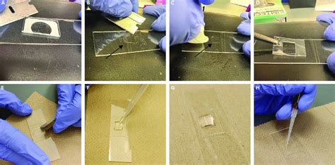 Preparing The Slides For Permeabilization And Immunostaining A H Steps