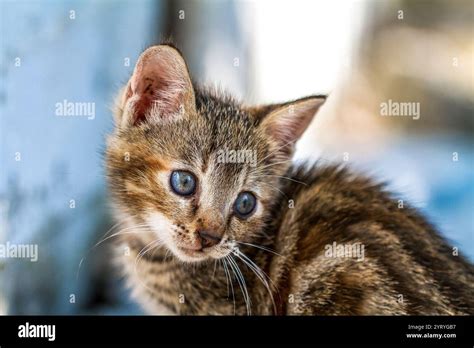 Small tabby kitten with striking blue eyes looking around with a curious expression Stock Photo ...