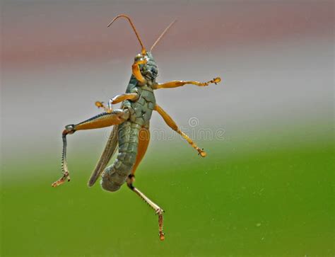 Flying Grasshopper In Mid Air Stock Image Image Of Parts Belly