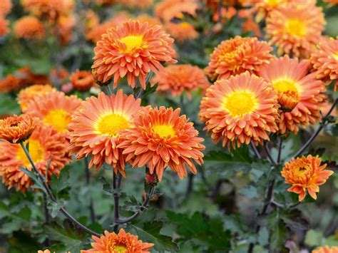 The Best Hardy Chrysanthemums And How To Grow Them For Colour In Autumn