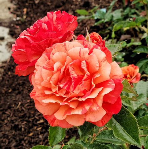 Solve Rose Cluster Jigsaw Puzzle Online With 25 Pieces