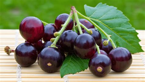 Gemmothérapie Comment Les Bourgeons De Cassis Revitalisent Mon énergie