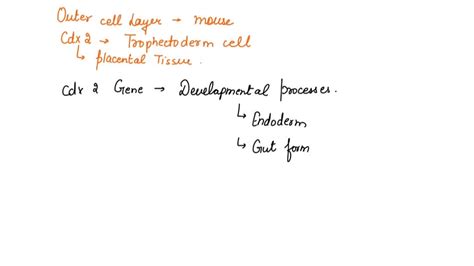Solved The Outer Cell Layer Trophectoderm And The Inner Cell Mass