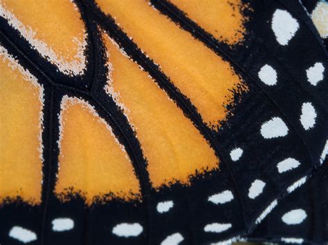 Monarch Butterfly Extreme Close Up Of A Monarch Butterfly Flickr