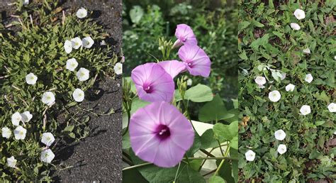 Morning Glory Identification And Removal A Comprehensive Guide
