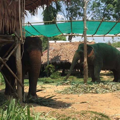Nosey Parkers Elephant Camp Private Day Tours O Que Saber Antes De Ir