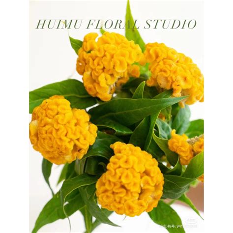 Buy 2 Get 1 Free 🍀 Flower Seed鸡冠花 种子 Cockscomb Chief Rose Celosia