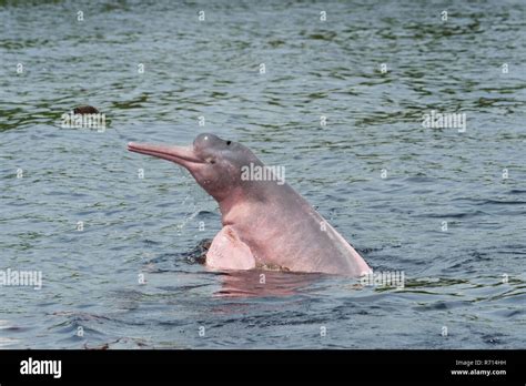 Amazon River Dolphin Boto Or Pink Amazon Dolphin Inia Geoffrensis