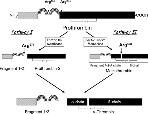 Incorporation Of Factor Va Into Prothrombinase Is Required For