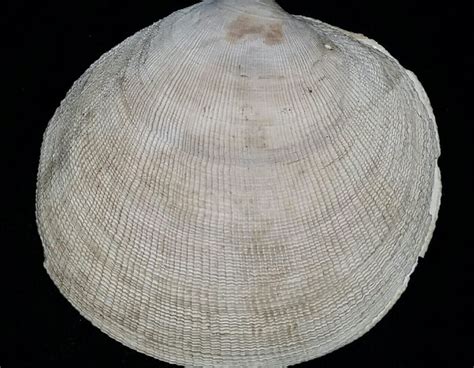 Codakia Orbicularis Aka Tiger Lucine Fossil Fossilized Whole Etsy