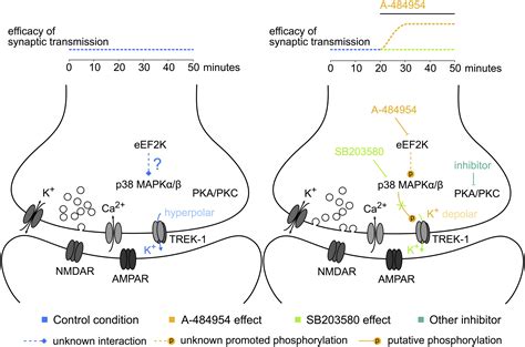 Frontiers Potentiation Of Schaffer Collateral Ca1 Synaptic
