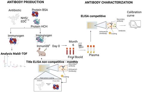 Development And Elisa Characterization Of Antibodies Against The