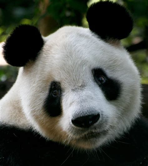 Panda Eyes Driveladeg