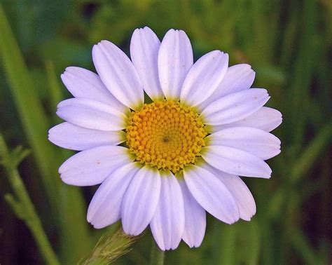 Corn Chamomile Is A Pretty Wildflower Once Common In The Uk