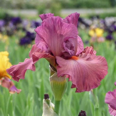 Bearded Iris Code Red Fall Flower Bulbs Eden Brothers