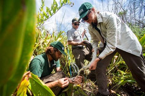 Everglades Burmese Python Removal Program Renamed From Judas To Scout