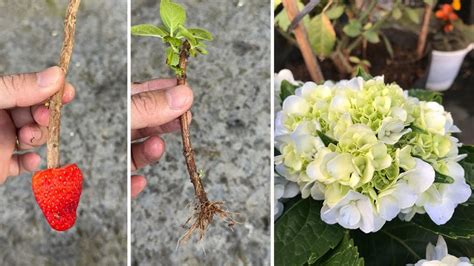 Use Strawberry Vitamins To Stimulate Hydrangea Roots Crafty Home Gardens