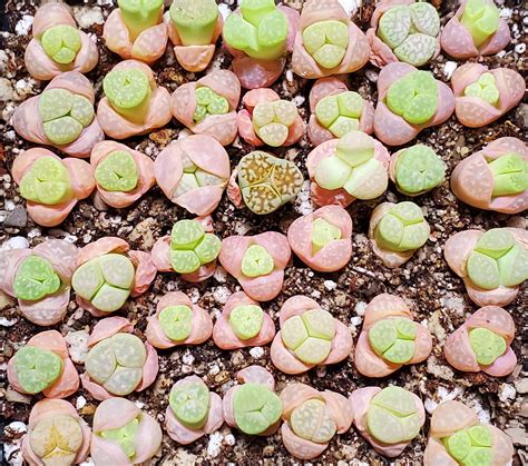 1127 Best R Lithops Images On Pholder I Was Starting To Wonder If Itd Ever Split Then It