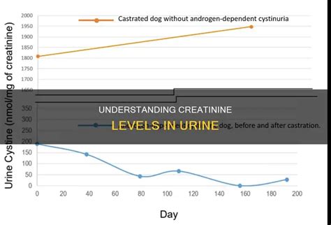 Understanding Creatinine Levels In Urine Medshun