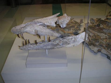 Dakosaurus Fossil