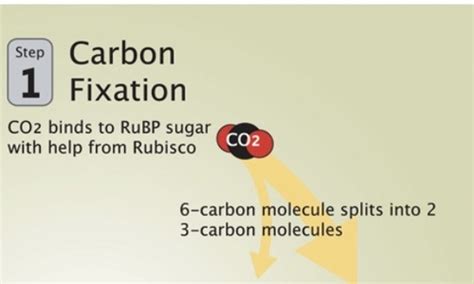 Bio 1000 Photosynthesis Flashcards Quizlet