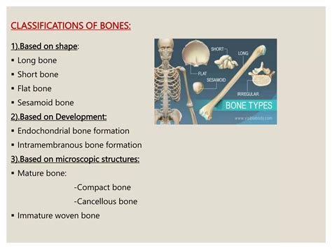 Alveolar Bone In State Of Flux Pptx