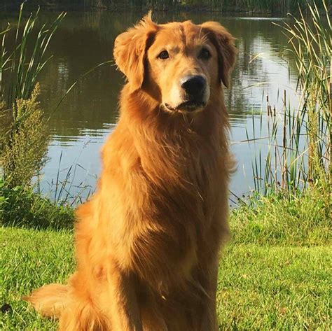Field Golden Retriever Puppies And Litters Platte River Retrievers