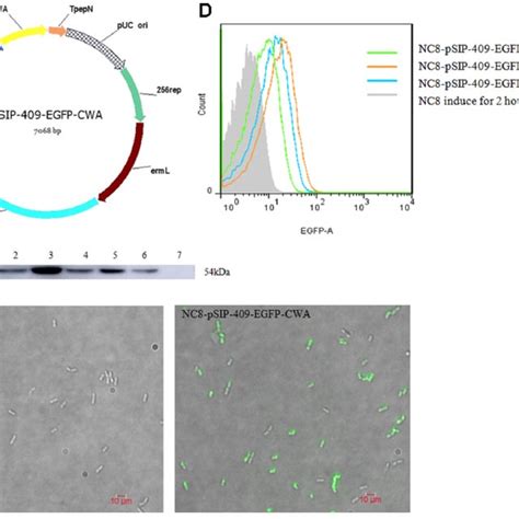 Construction And Identification Of Psip 409 Egfp Cwa A Schematic Download Scientific Diagram