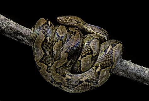 Python Reticulatus Reticulated Python Posters And Prints By Corbis