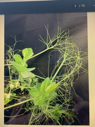 Seedlings Flashcards Quizlet