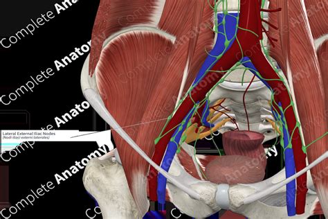 Lateral External Iliac Nodes Complete Anatomy