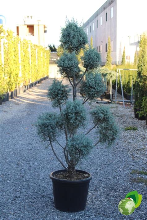 Cupressus Arizonica Fastigiata A Pon Pon Green Planet