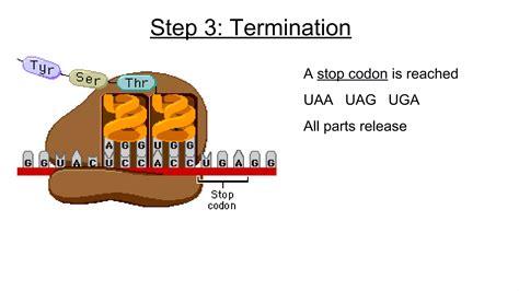 Dna Replication Transcription And Translation Ppt
