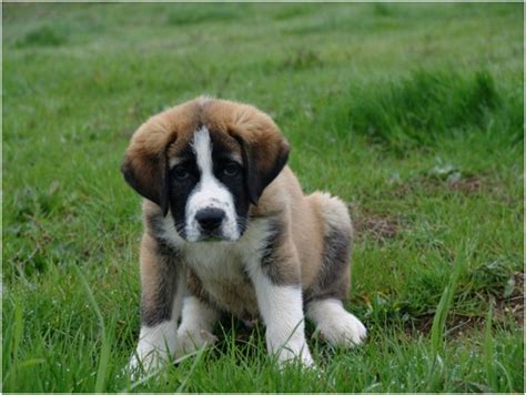 Rafeiro Do Alentejo Facts Pictures Breeders Temperament Puppies