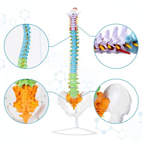 Flexible Colored Human Spine Model With Pelvis Life Size Kico Scientific
