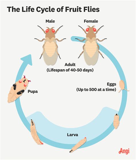 Fly Life Cycle Aquatic Midge Fly Life Cycle Florida Waterways