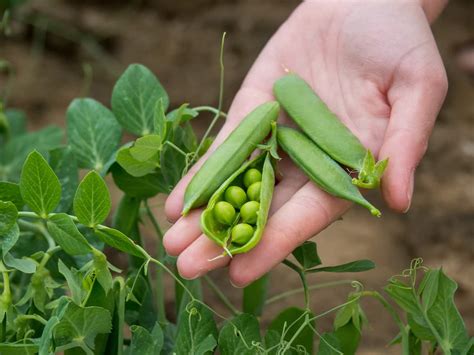 Green Peas Plant