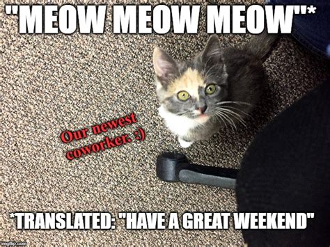 Weekend Cat