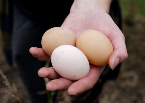 Bouwen Aan Het Voedselsysteem Van De Toekomst Pionier Eva Vos Laat